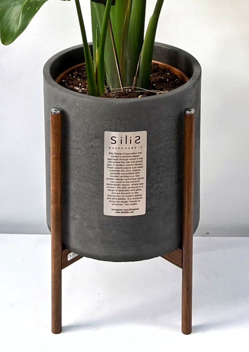 Areka Palmiyesi XL Orta boy + Ayaklı Beton Saksı 140-160 – silis plant - saksı ve bitki