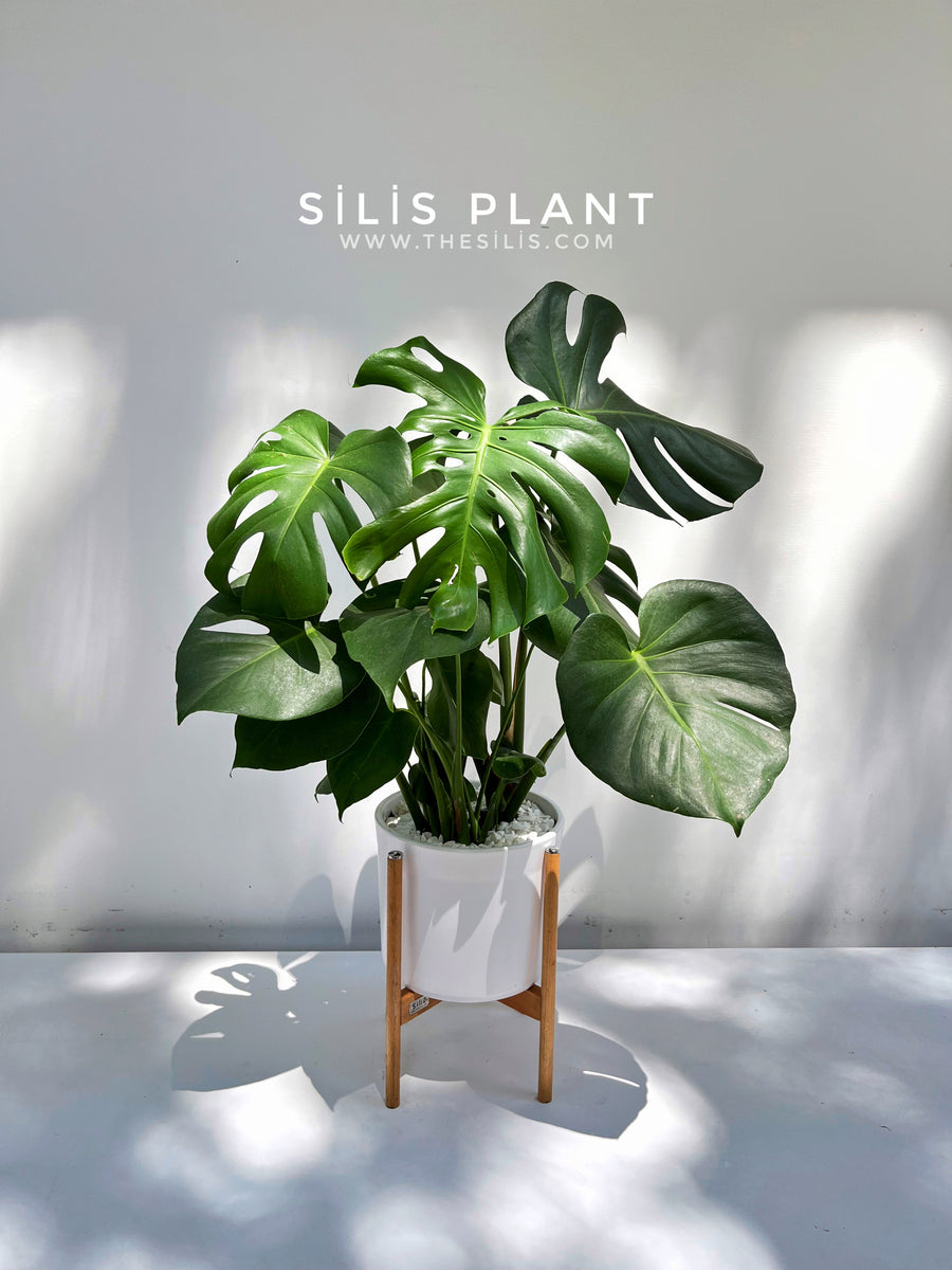 Monstera (Deve Tabanı) + Ahşap Ayaklı Beyaz Betom Saksı (60-70cm ...