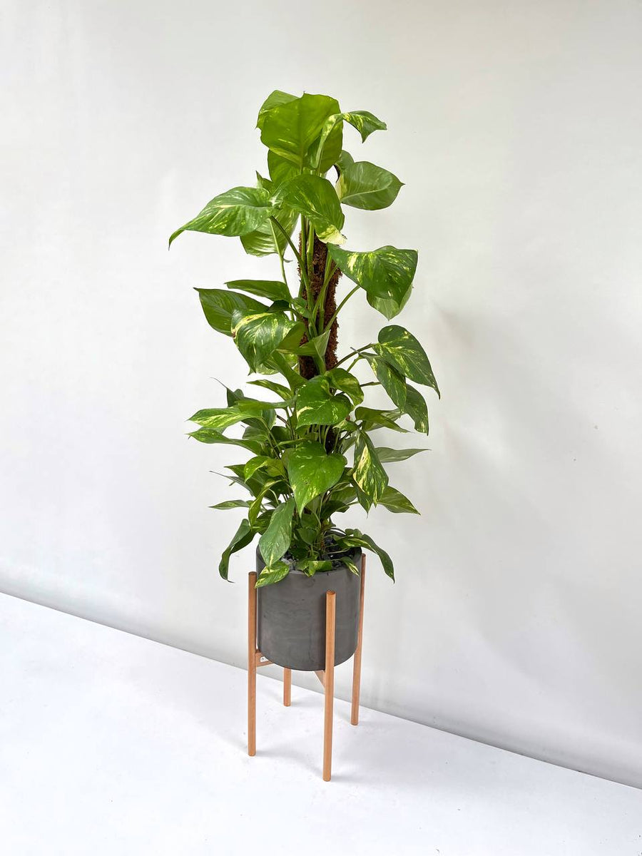 Pothos sarmaşık çubuklu pothos orta boy + Ayaklı Beton Saksı 130-150 c ...