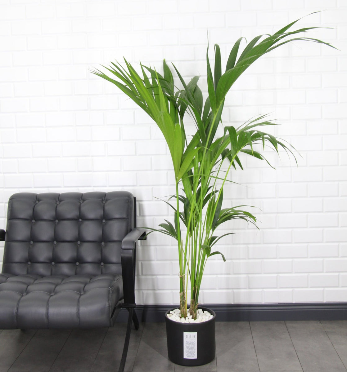 Kentia Palmiyesi büyuk boy XXL + Beton Saksı 160-180 cm – silis plant ...