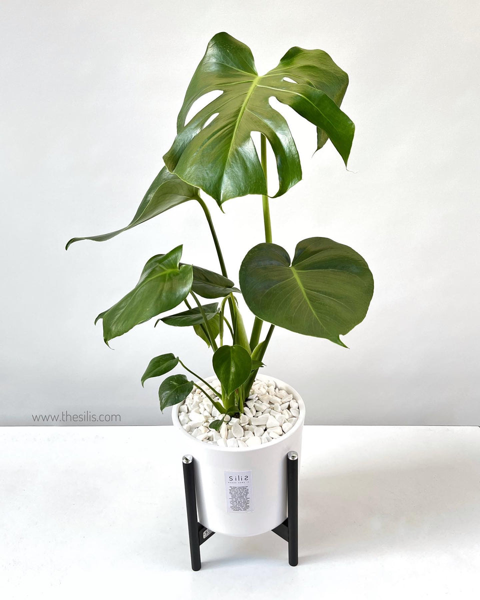 Monstera (Deve Tabanı) + Ahşap Ayaklı Beyaz Betom Saksı (50-70cm ...
